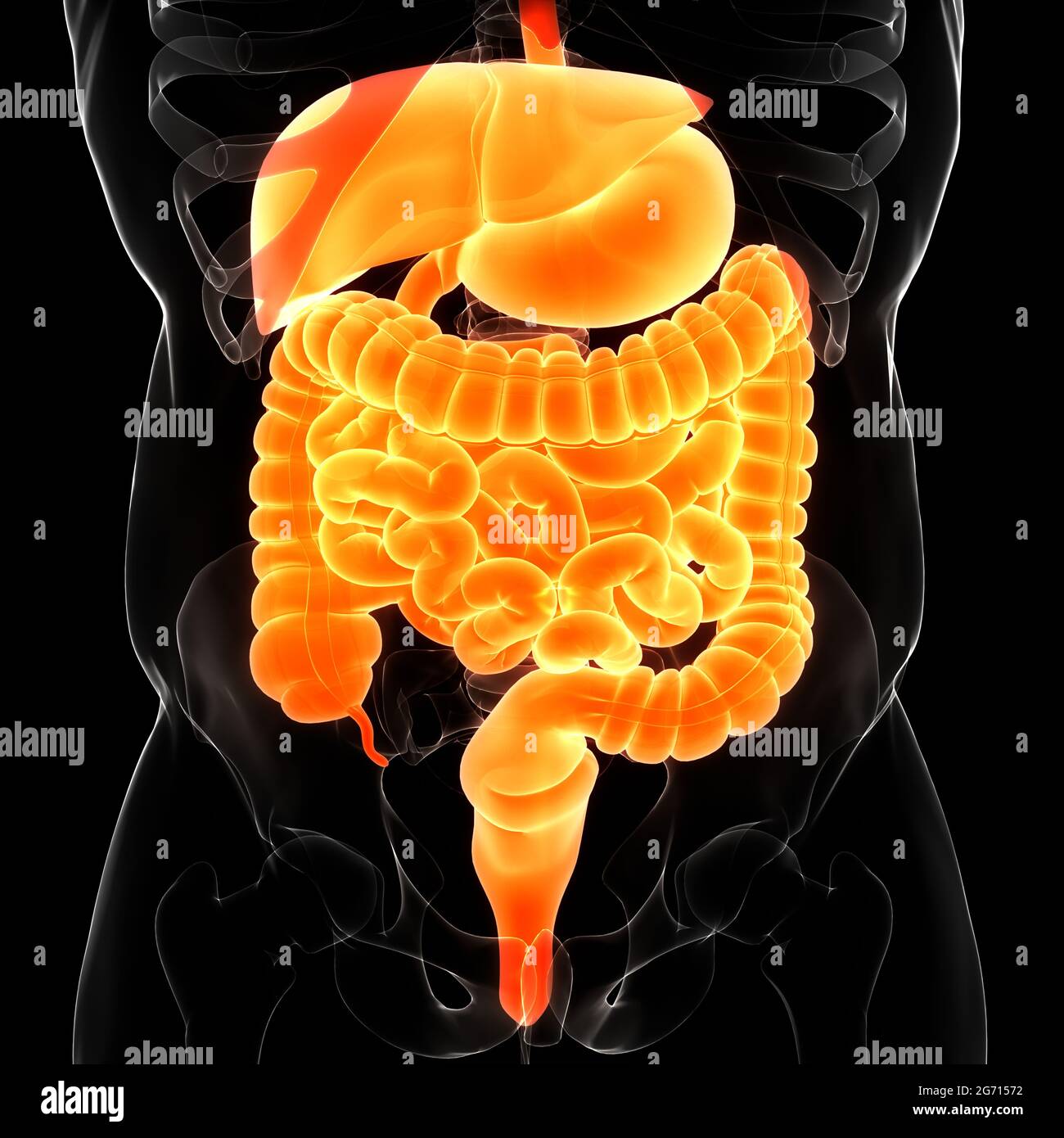 Anatomie du système digestif humain Photo Stock - Alamy