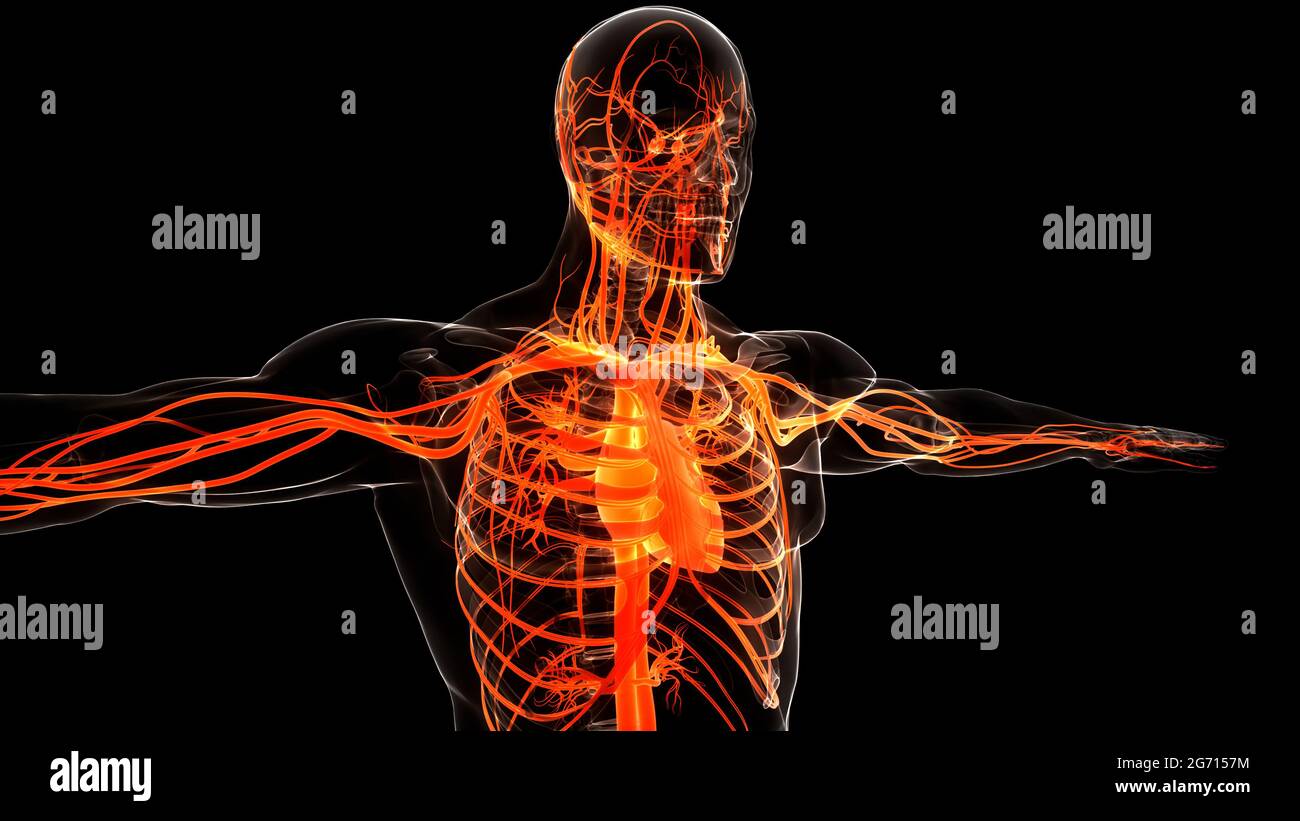 Système circulatoire de l'anatomie cardiaque Photo Stock - Alamy