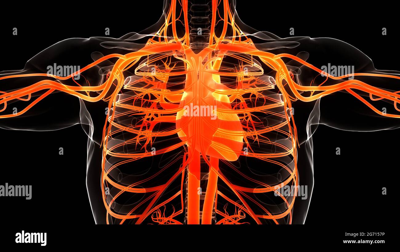 Système circulatoire de l'anatomie cardiaque Photo Stock - Alamy