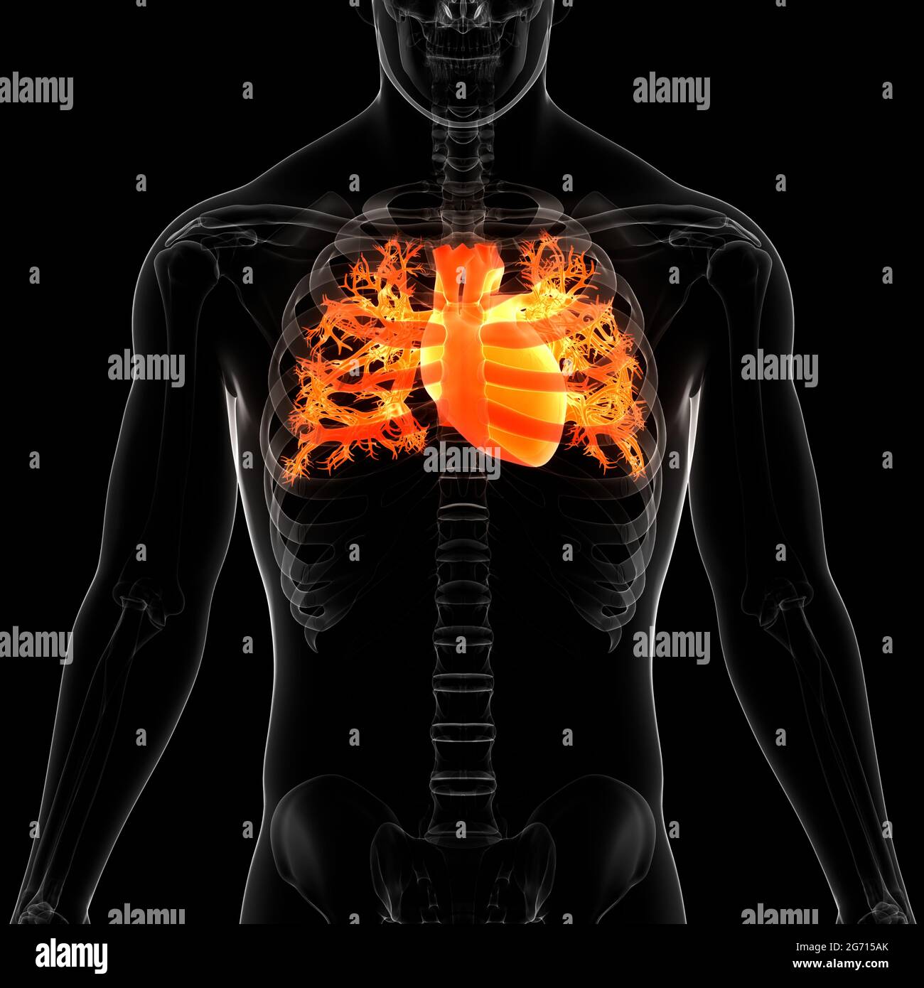 Système circulatoire de l'anatomie cardiaque Photo Stock - Alamy