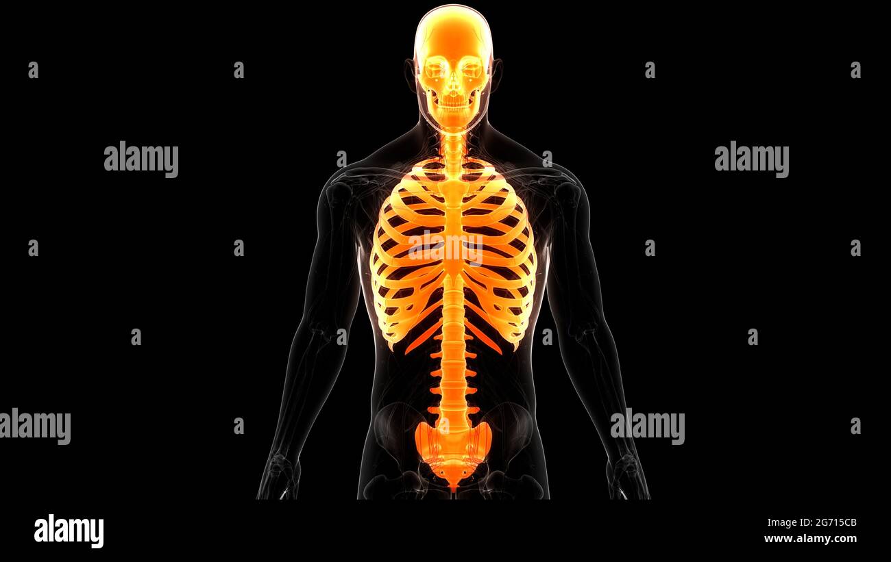 Anatomie Des Articulations Osseuses Du Squelette Axial Du Système De ...