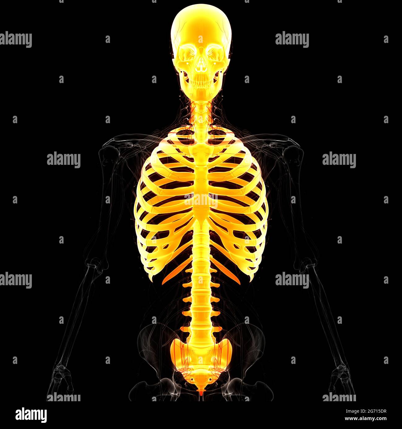 Anatomie Des Articulations Osseuses Du Squelette Axial Du Système De ...