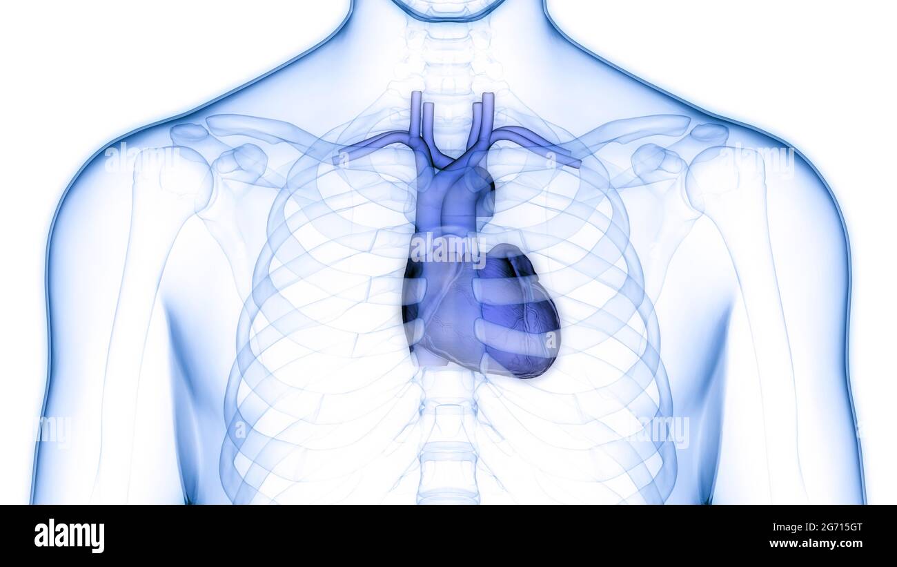 Heart anatomy fibrillation auriculaire Banque d'images détourées - Alamy