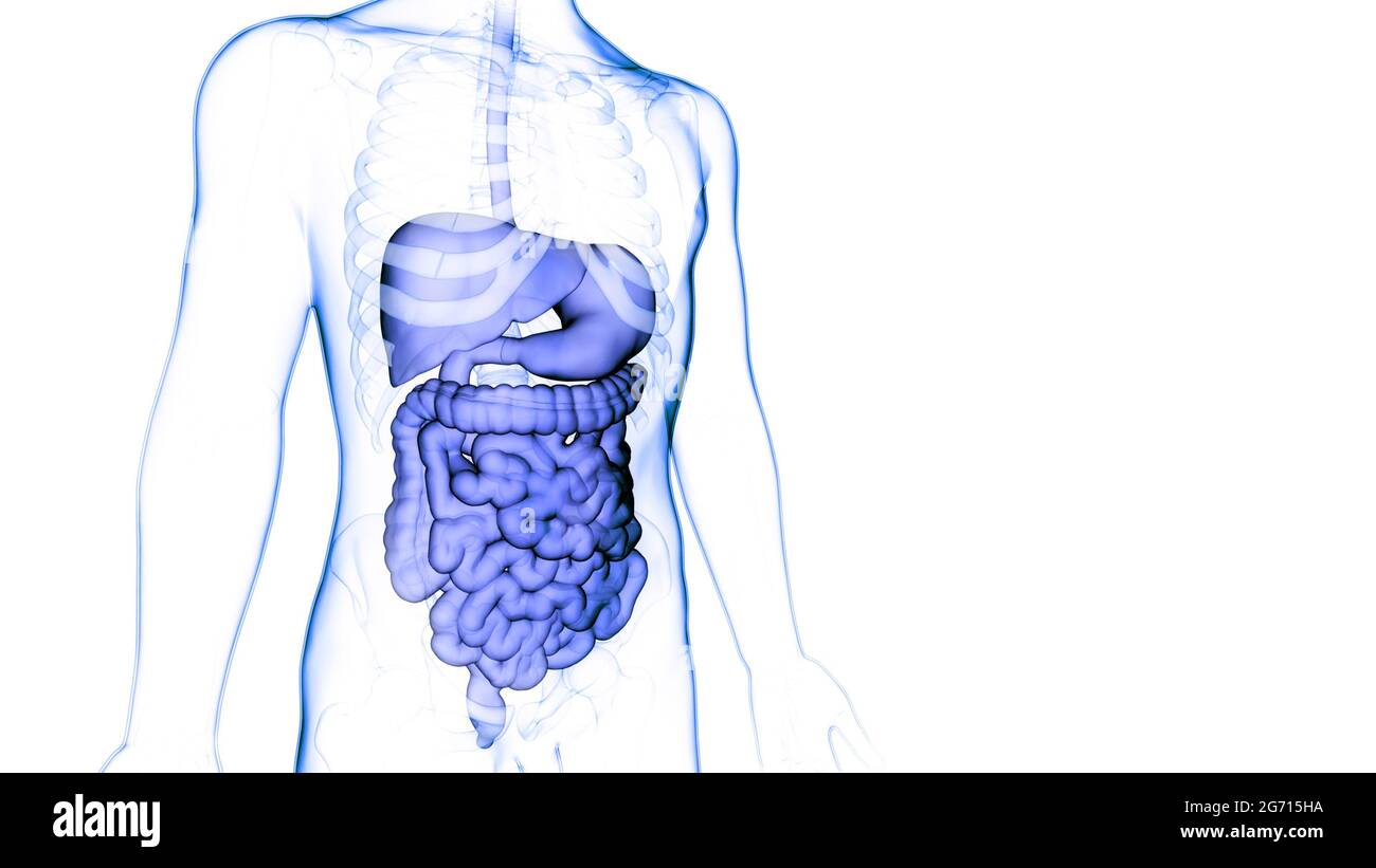 Anatomie du système digestif humain Photo Stock - Alamy
