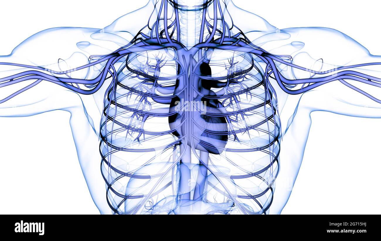 Système circulatoire de l'anatomie cardiaque Photo Stock - Alamy