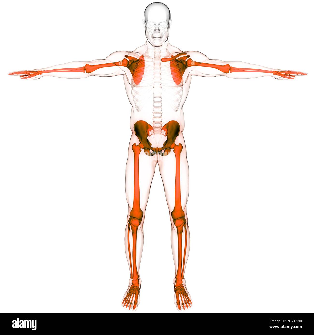 Système de squelette humain Anatomie squelette appendiculaire Photo Stock - Alamy
