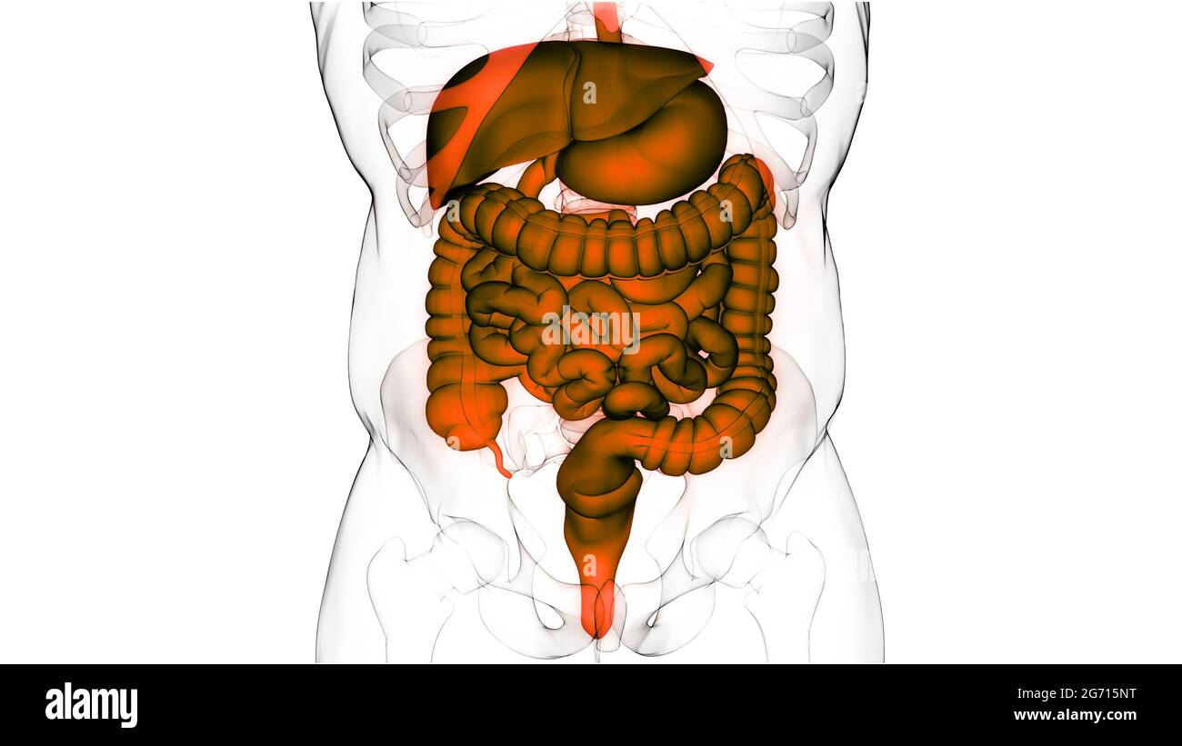 Anatomie du système digestif humain Photo Stock - Alamy