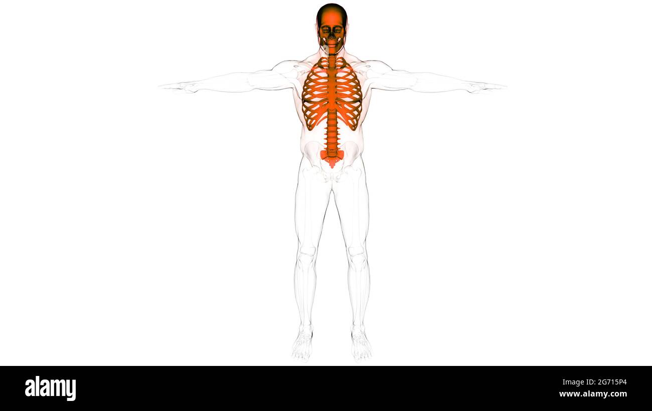 Système de squelette humain Anatomie squelette axial Photo Stock - Alamy