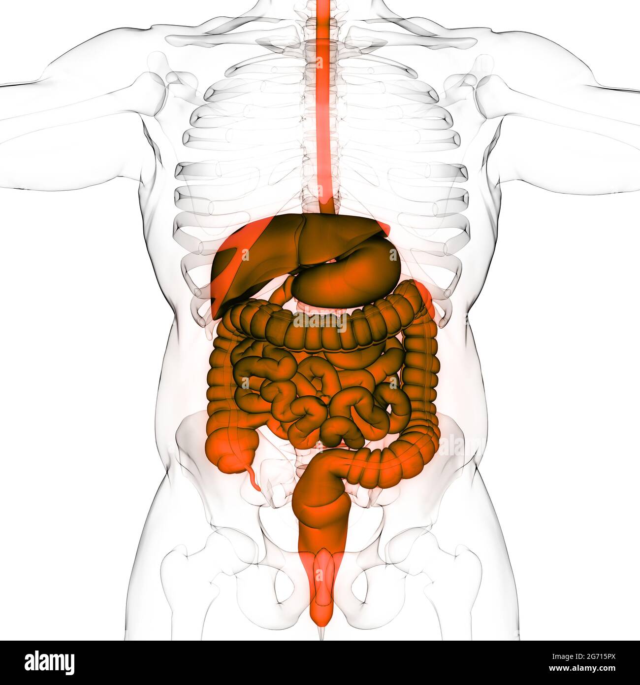 Anatomie du système digestif humain Photo Stock - Alamy