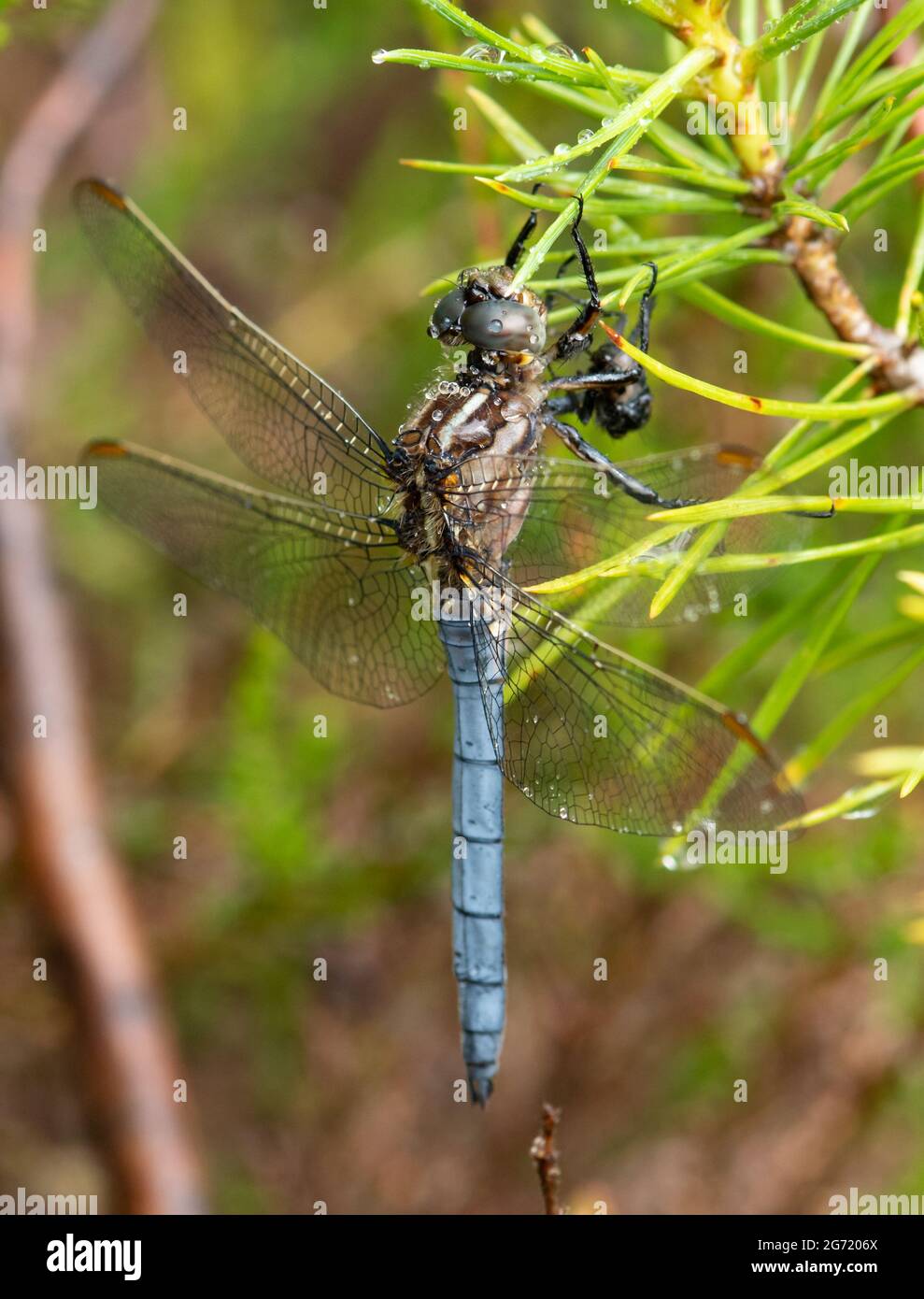 Habitat de lande humide Banque de photographies et d’images à haute ...