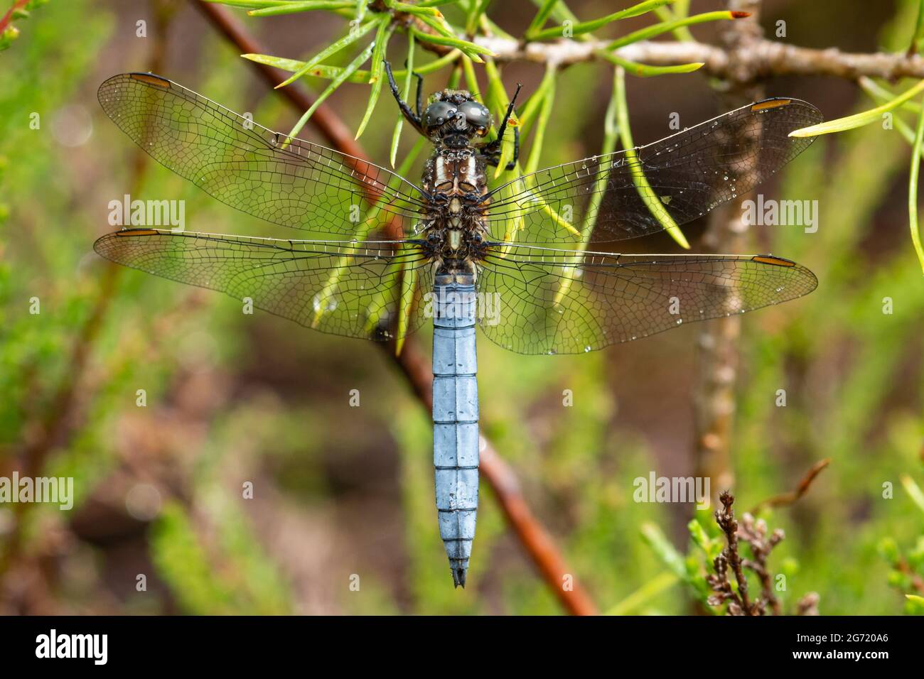 Habitat de lande humide Banque de photographies et d’images à haute ...