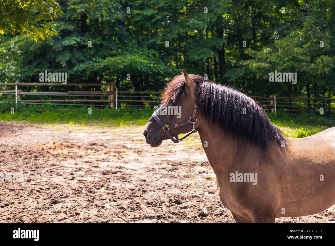 Étalon de cheval Konik polonais, vu en profil, debout dans un enclos ...
