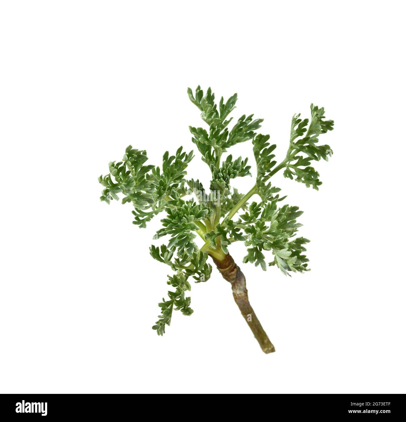 Artemisia moxa Banque de photographies et d’images à haute résolution ...