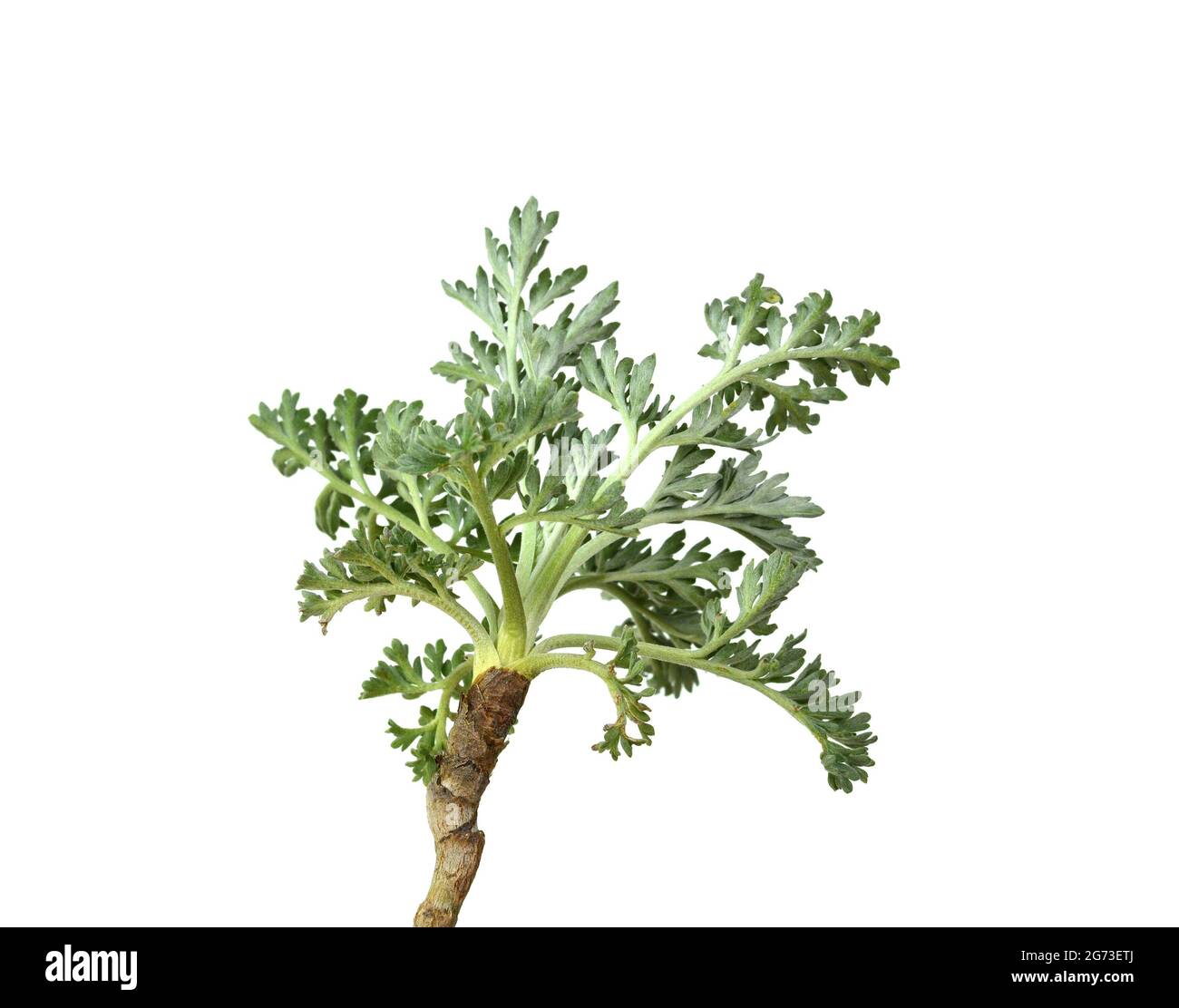 Artemisia moxa Banque de photographies et d’images à haute résolution ...