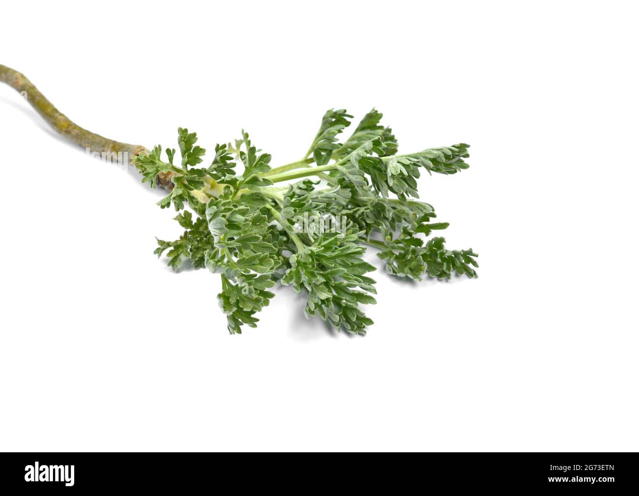 Armoise commune Banque de photographies et d’images à haute résolution ...