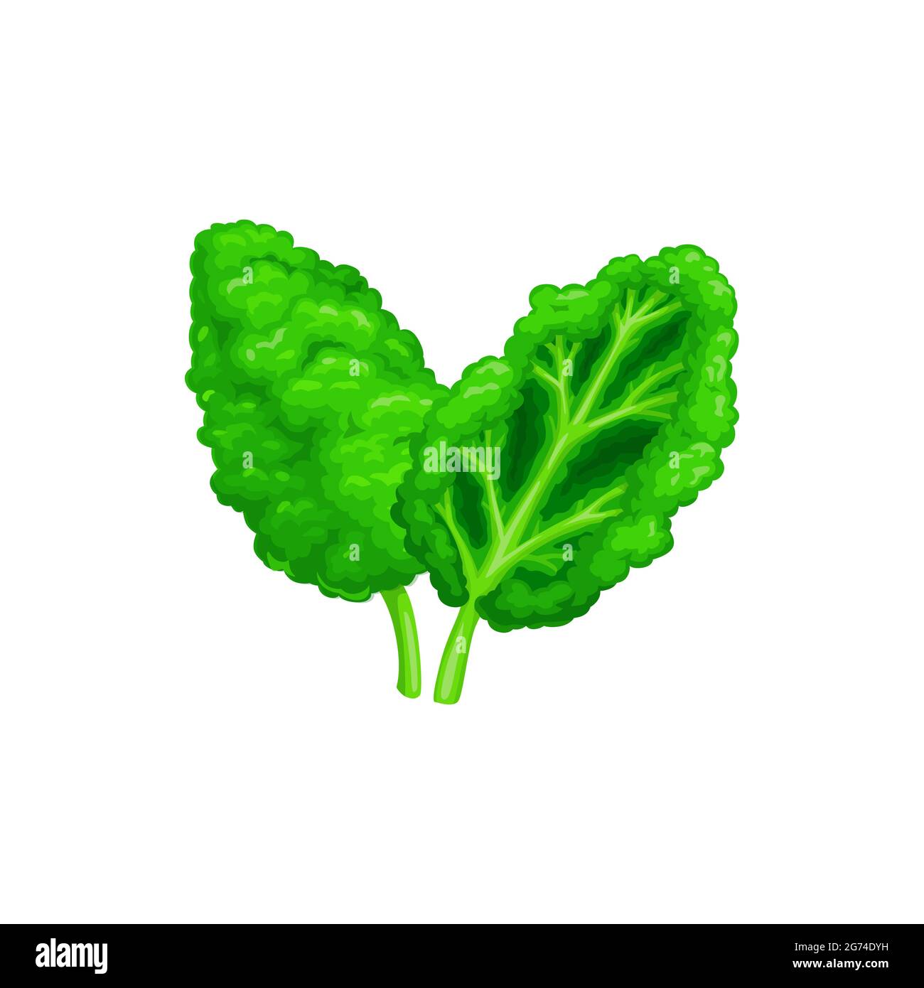 Jardin oseille rumex acetosa Banque d'images vectorielles - Alamy