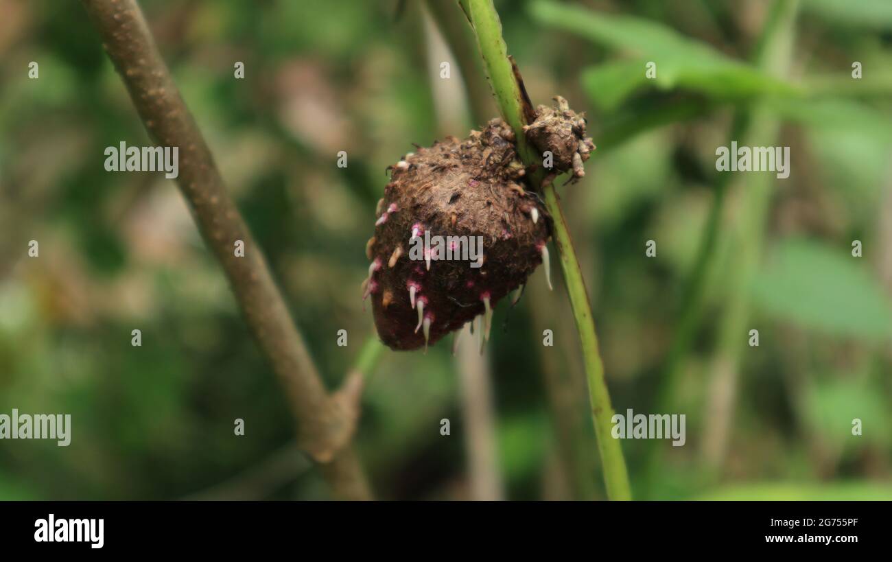 Eau d'igname Banque de photographies et d’images à haute résolution - Alamy