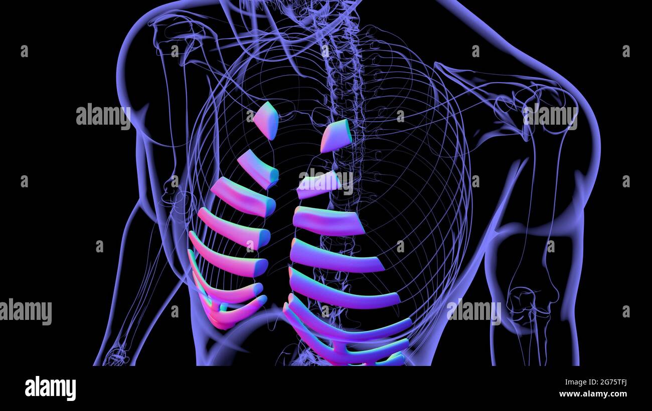 Anatomie du squelette humain cartilage de type Costal 3D Rendering for ...