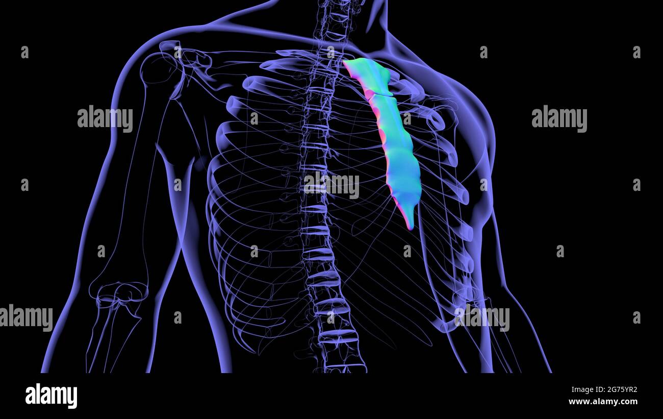 Squelette humain sternum Bone Anatomy for Medical concept Illustration ...