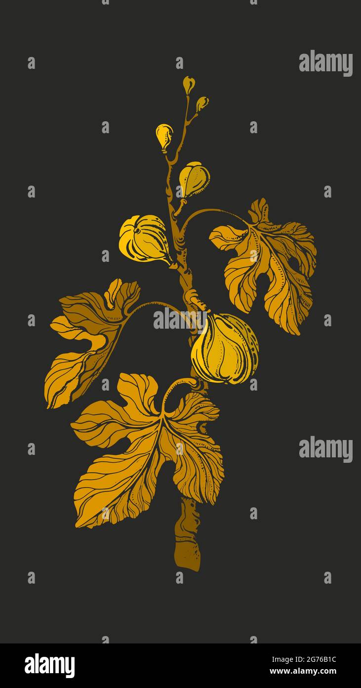 Vieux figuier Banque d'images vectorielles - Alamy