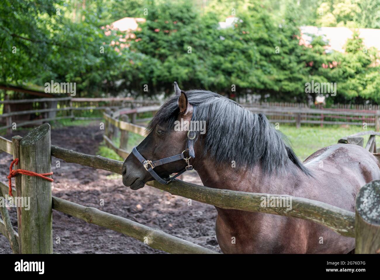 élevage de chevaux Banque de photographies et d’images à haute ...