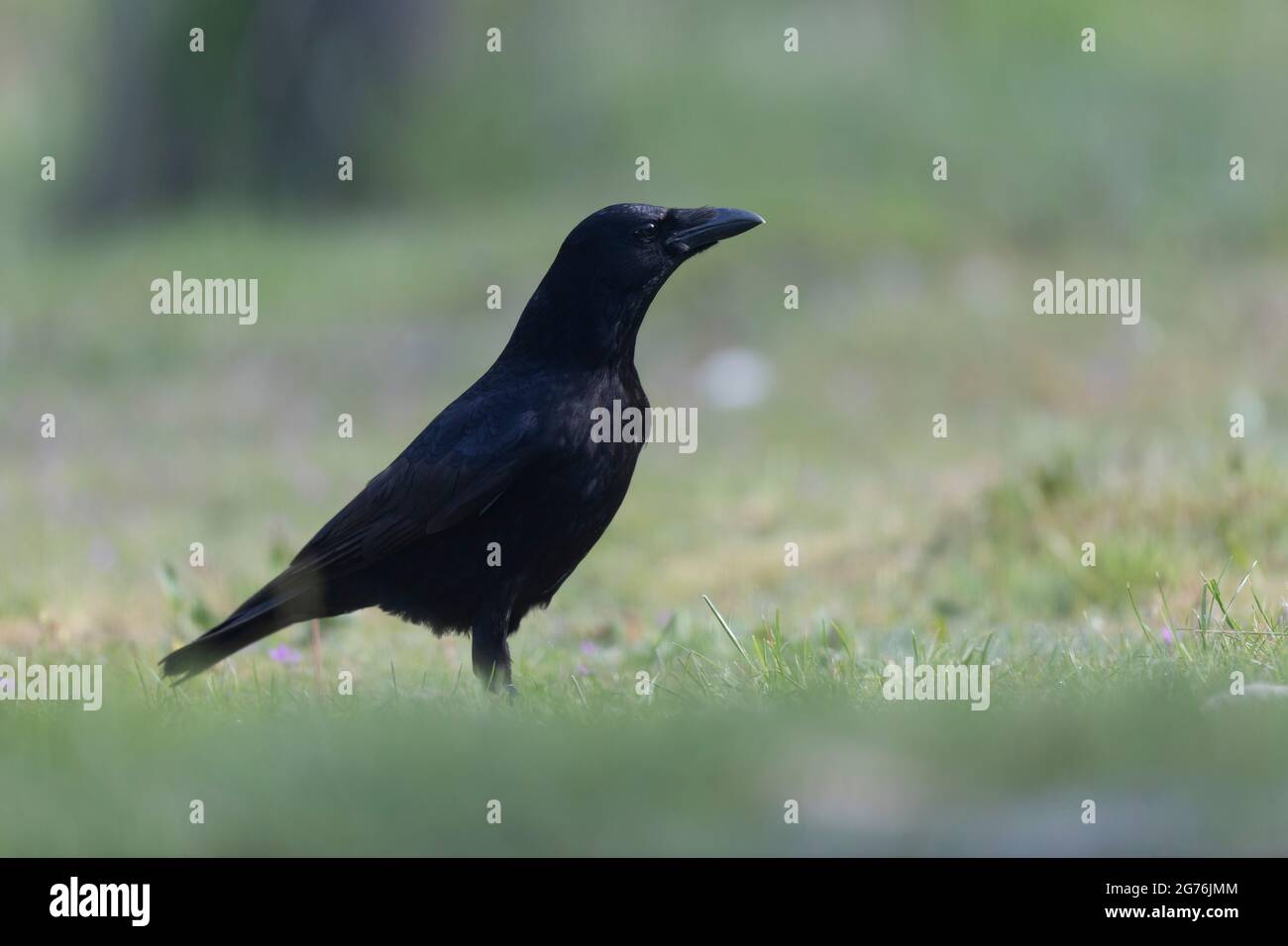 Cri de corbeau Banque de photographies et d’images à haute résolution ...