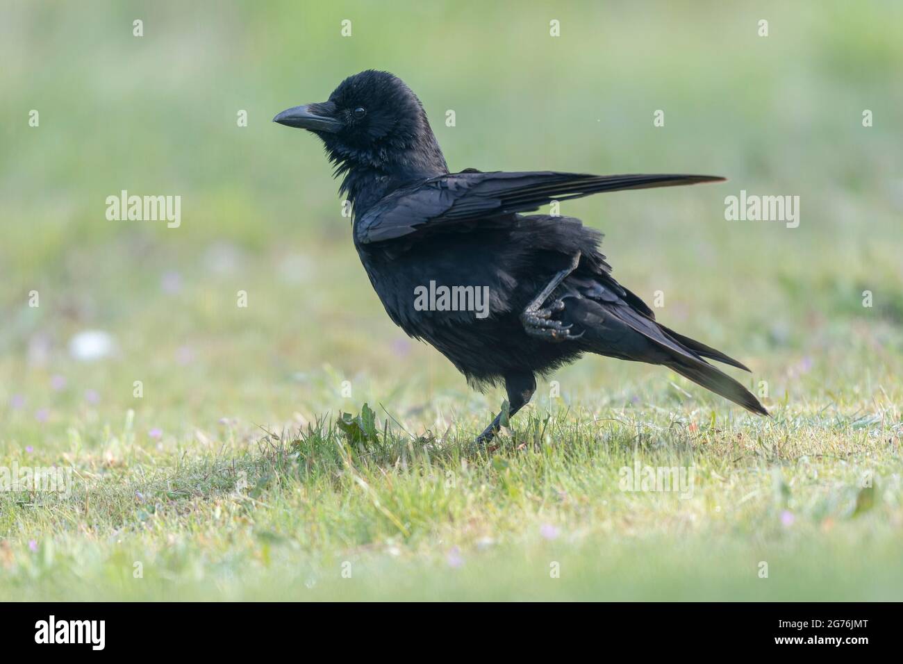 Cri de corbeau Banque de photographies et d’images à haute résolution ...