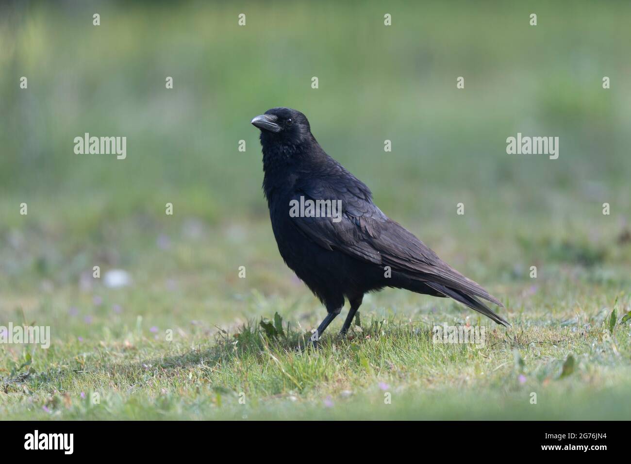 Cri de corbeau Banque de photographies et d’images à haute résolution ...