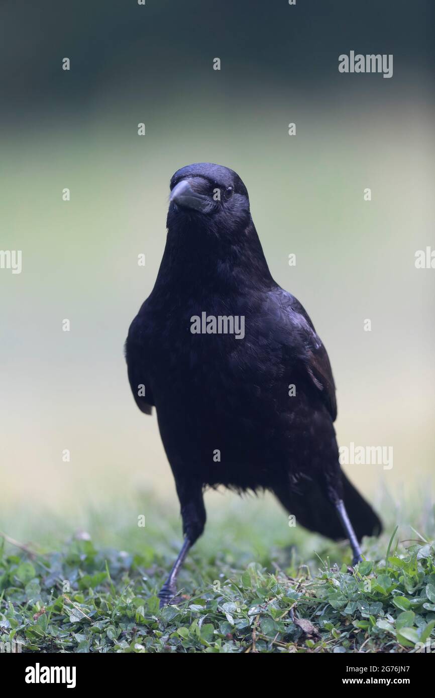 Cri de corbeau Banque de photographies et d’images à haute résolution ...