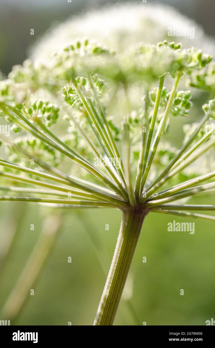 Rhubarbe sauvage en fleur Banque de photographies et d’images à haute ...