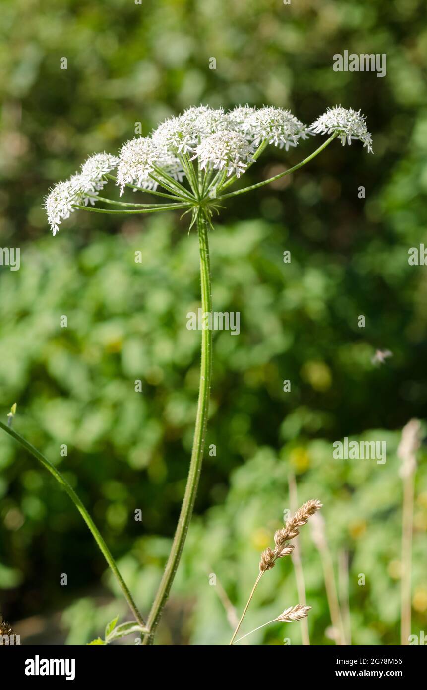 Rhubarbe sauvage en fleur Banque de photographies et d’images à haute ...
