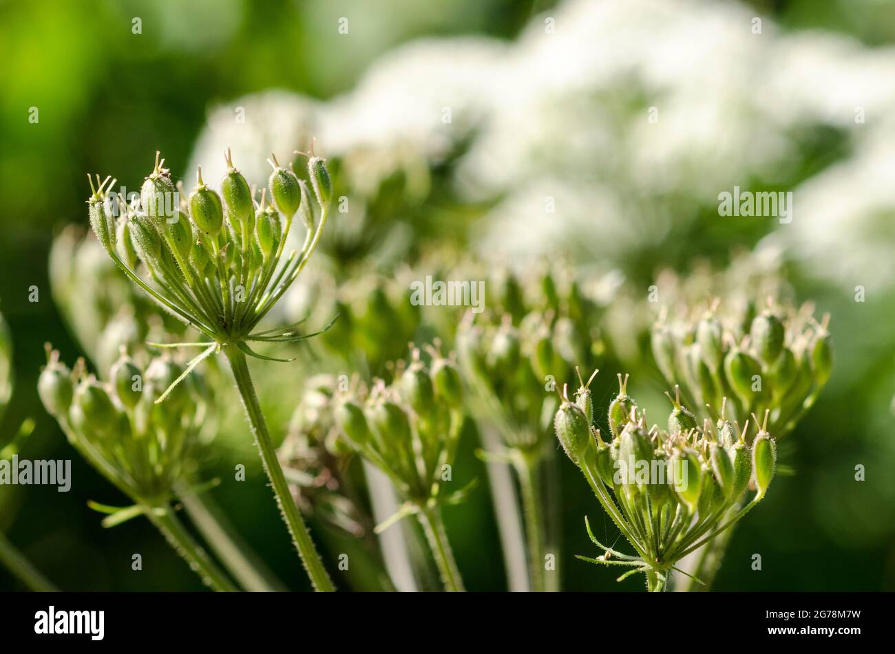 Rhubarbe sauvage en fleur Banque de photographies et d’images à haute ...