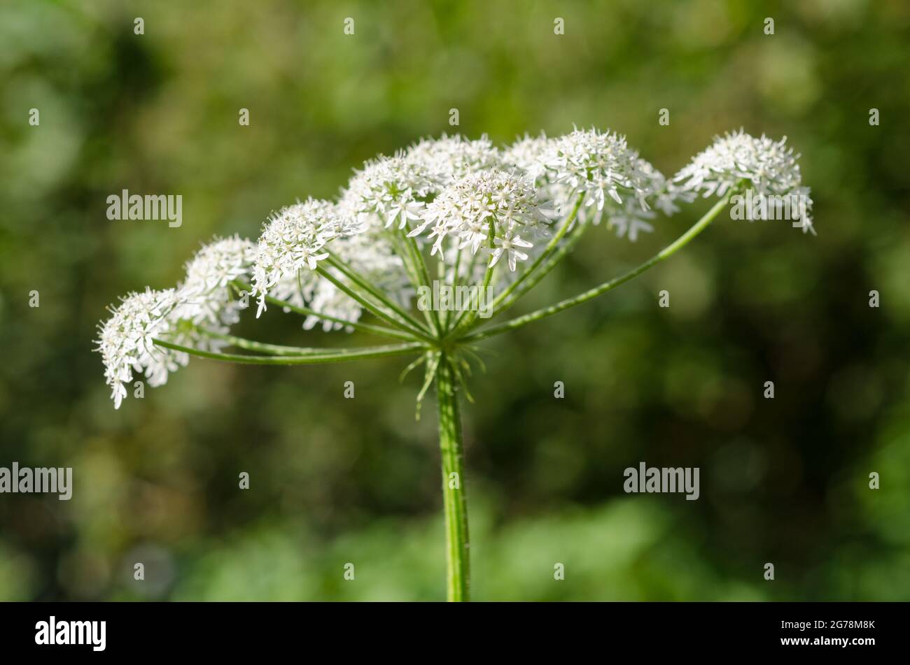 Heracleum mantegazzianum, Hogweed, Apiaceae, connu sous le nom de ...