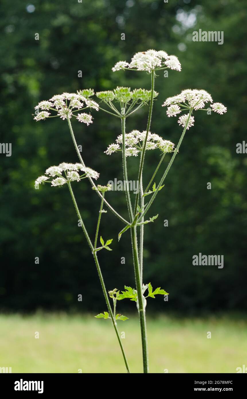 Rhubarbe sauvage en fleur Banque de photographies et d’images à haute ...
