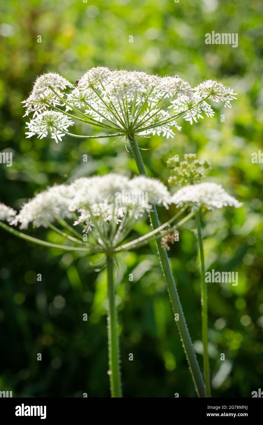 Rhubarbe sauvage en fleur Banque de photographies et d’images à haute ...
