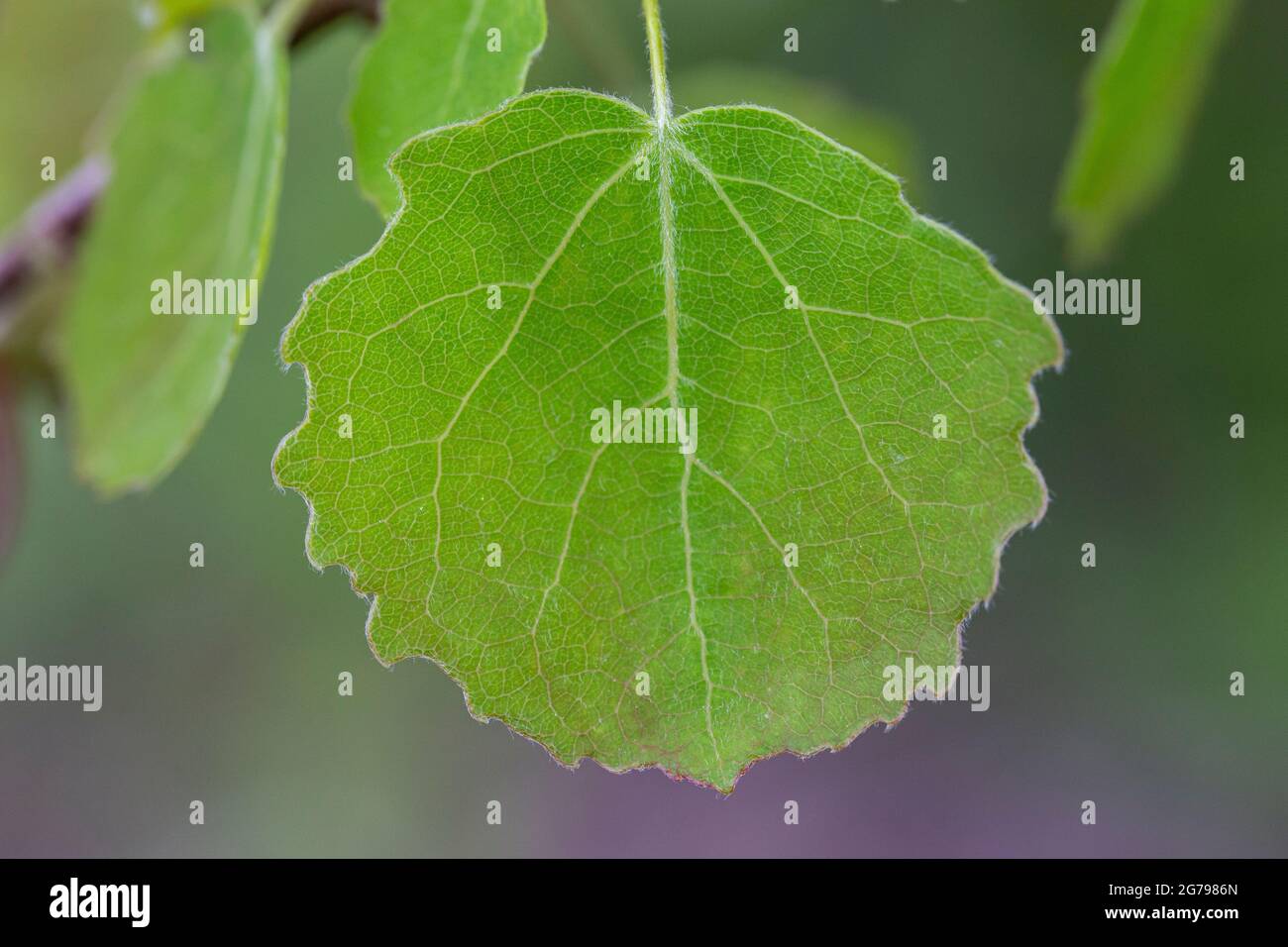 Populus tremula feuille Banque de photographies et d’images à haute ...