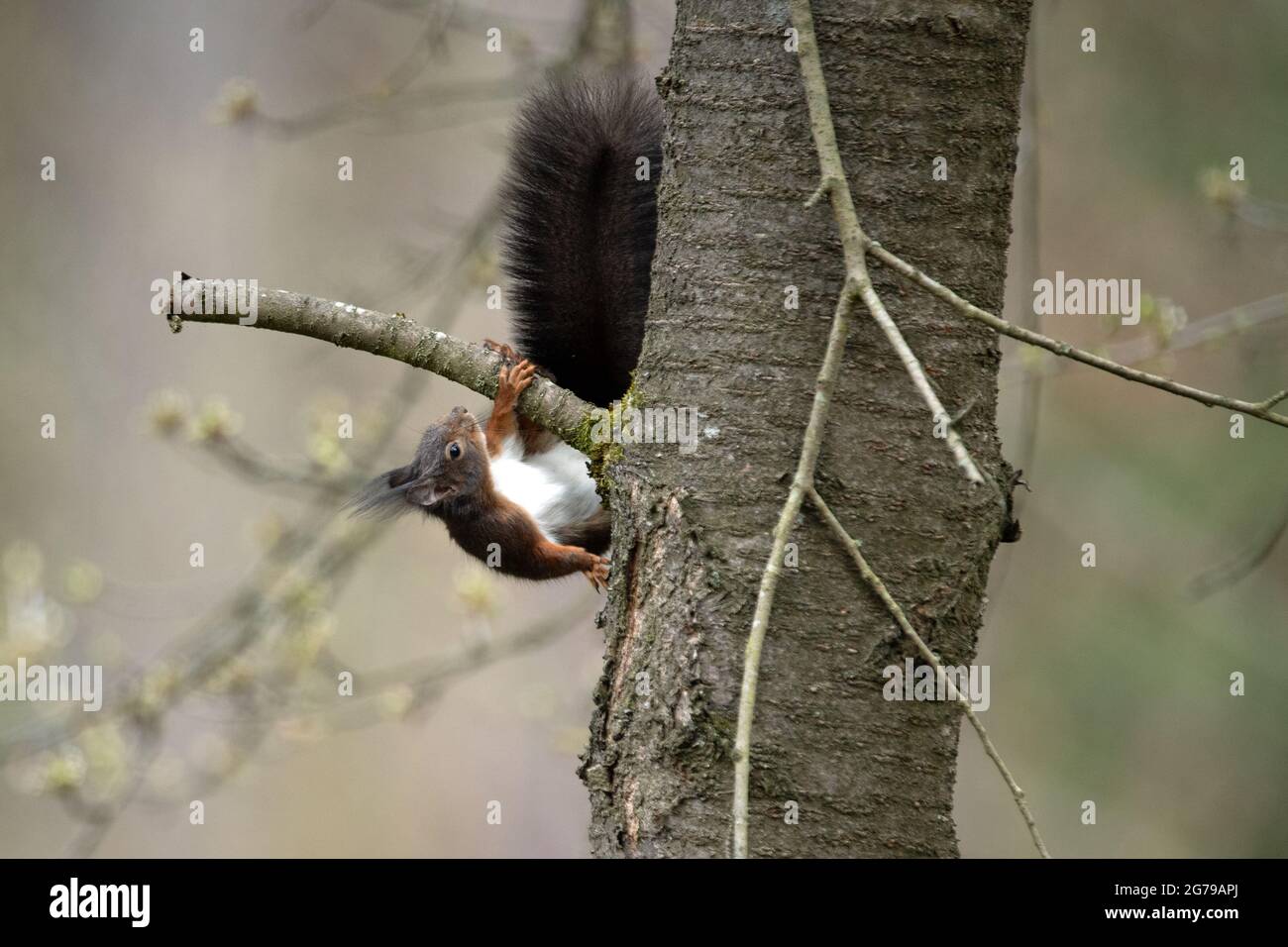 écureuils noirs Banque de photographies et d’images à haute résolution ...
