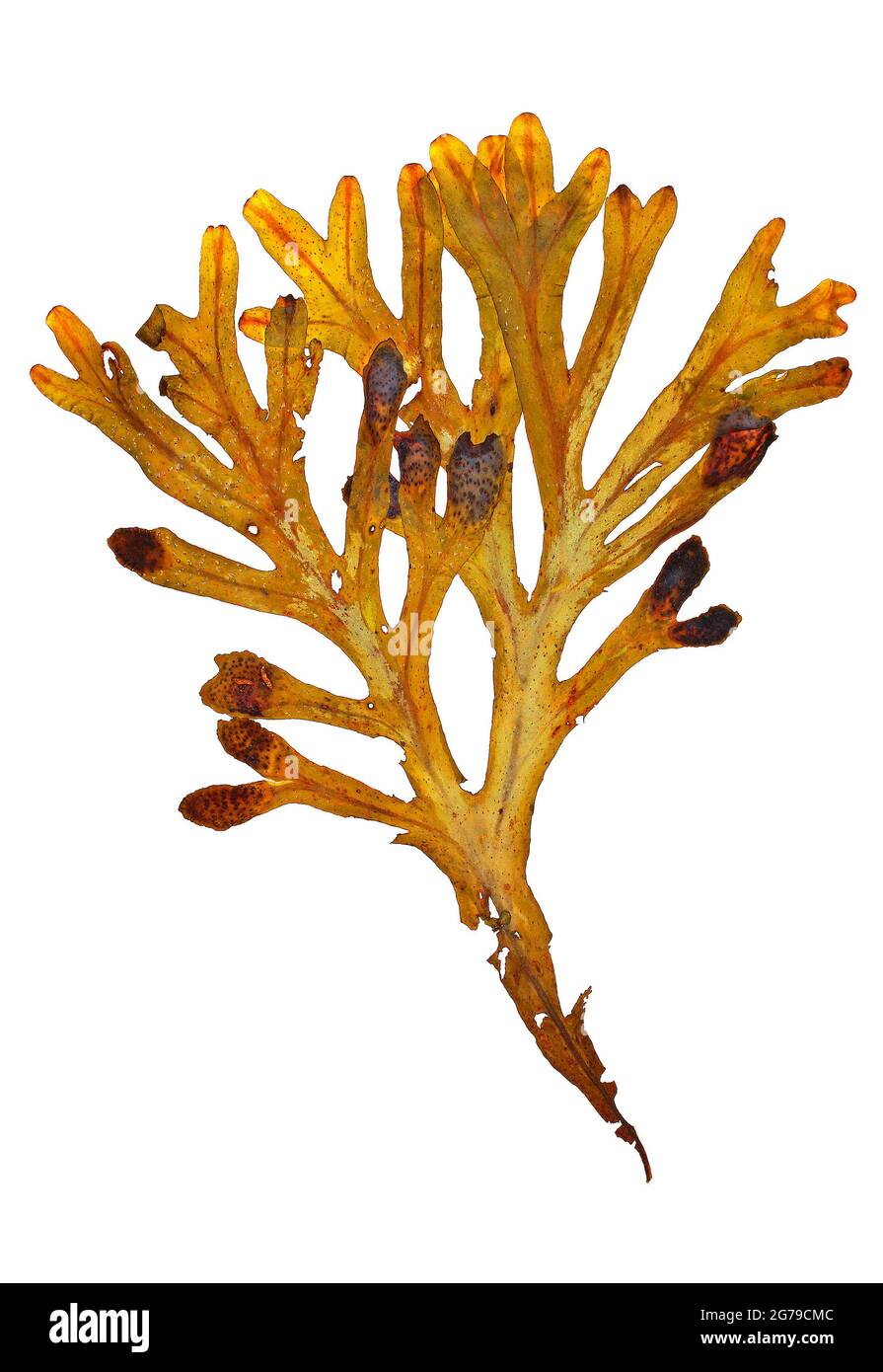 Fucus vesiculosus Linnaeus, algue brune (Phaeophyceae Photo Stock - Alamy