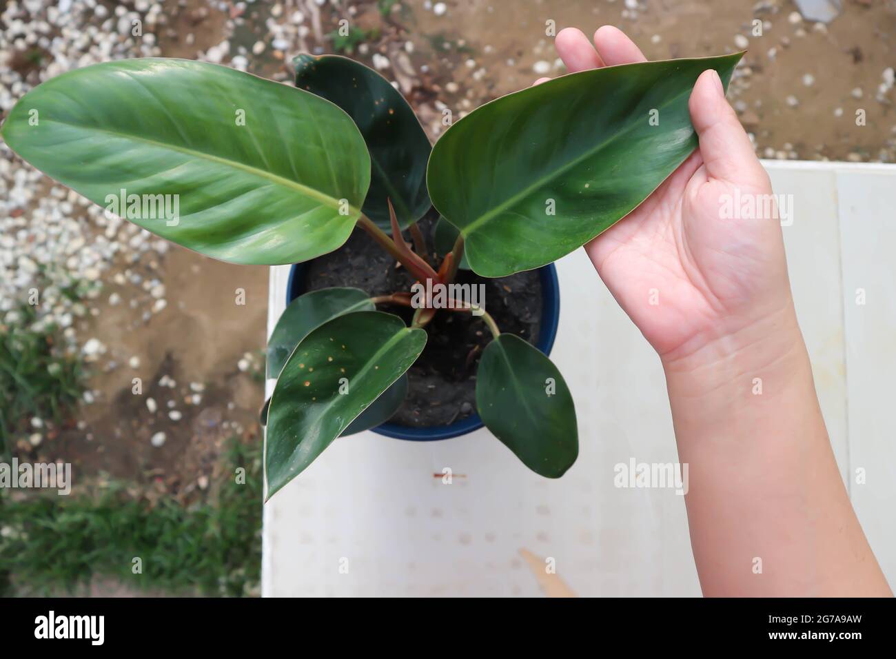 PHILODENDRON ROJO CONGO, Philodendron Red congo ou Philodendron ou ...