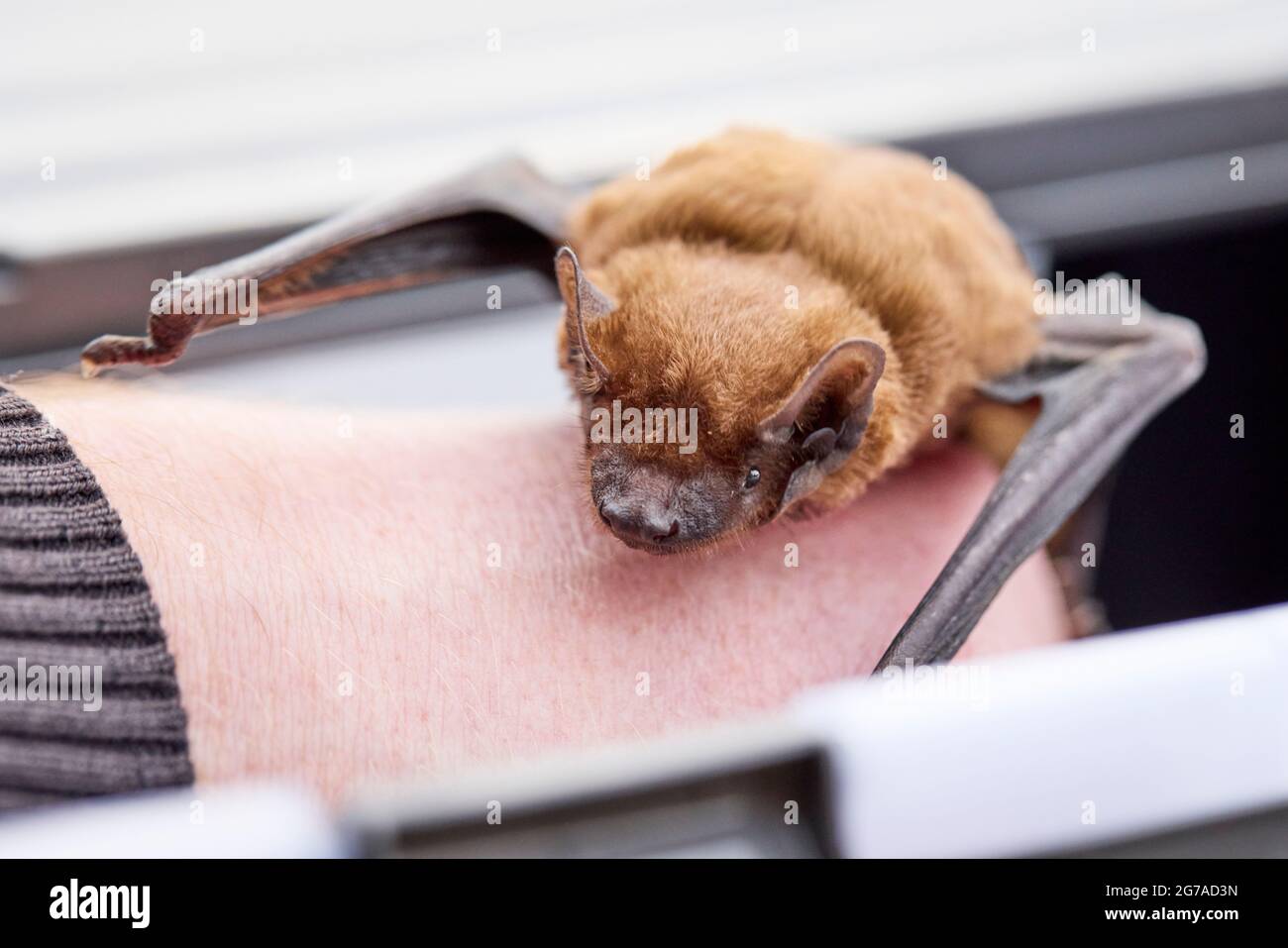 Noctule nyctalus noctula Banque de photographies et d’images à haute ...