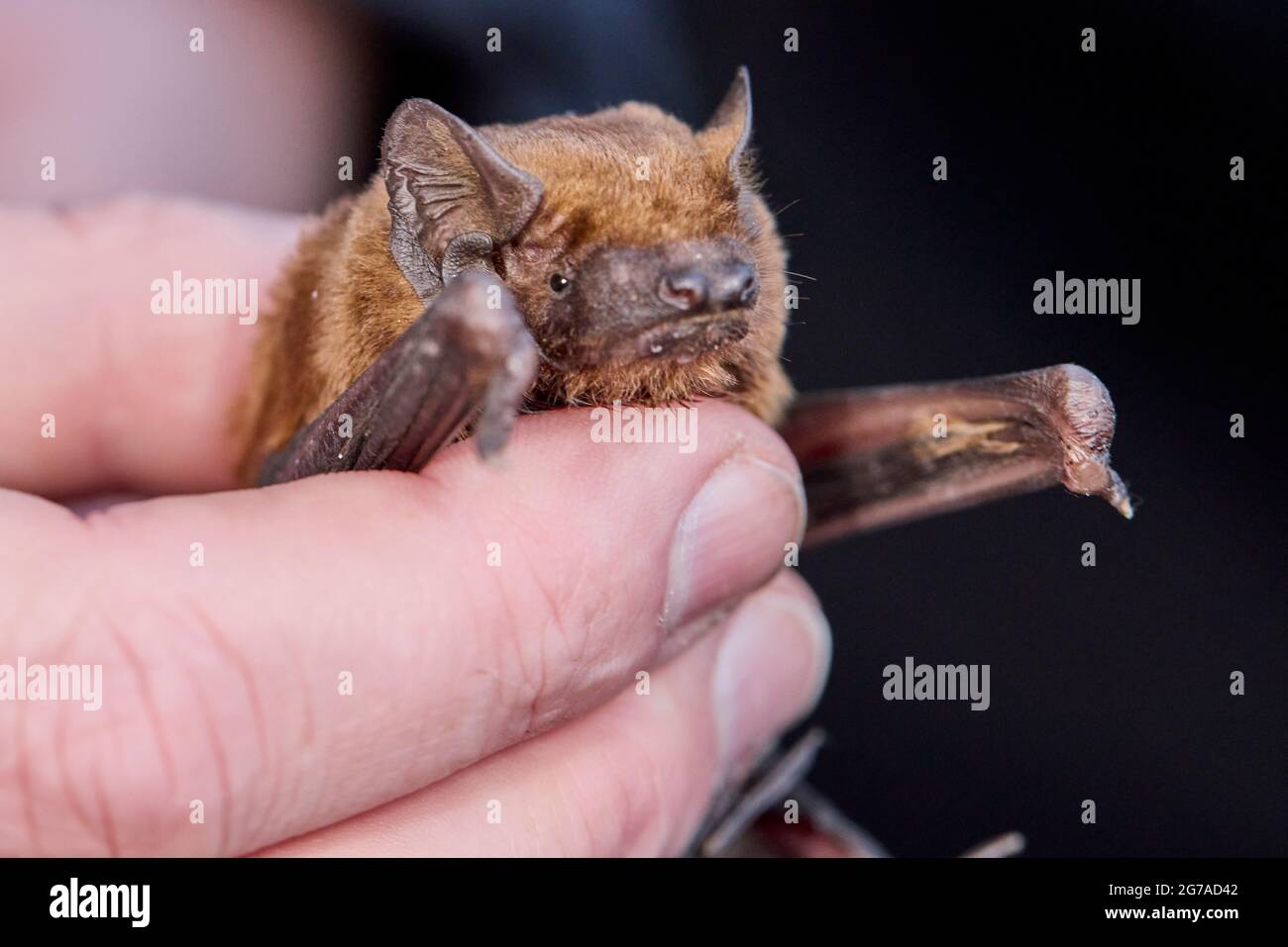 Noctule nyctalus noctula Banque de photographies et d’images à haute ...