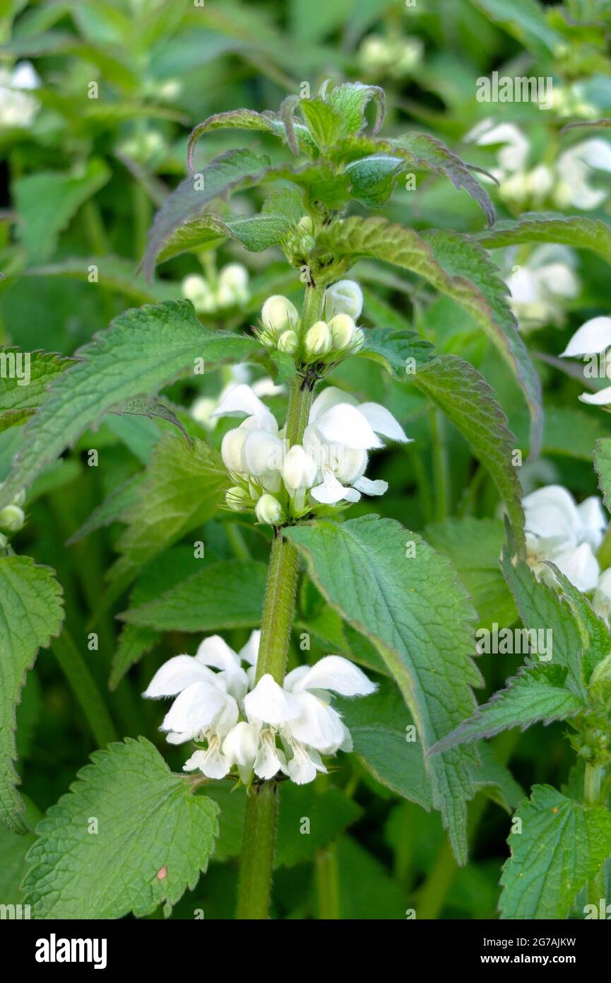 Lamium d'ortie Banque de photographies et d’images à haute résolution ...
