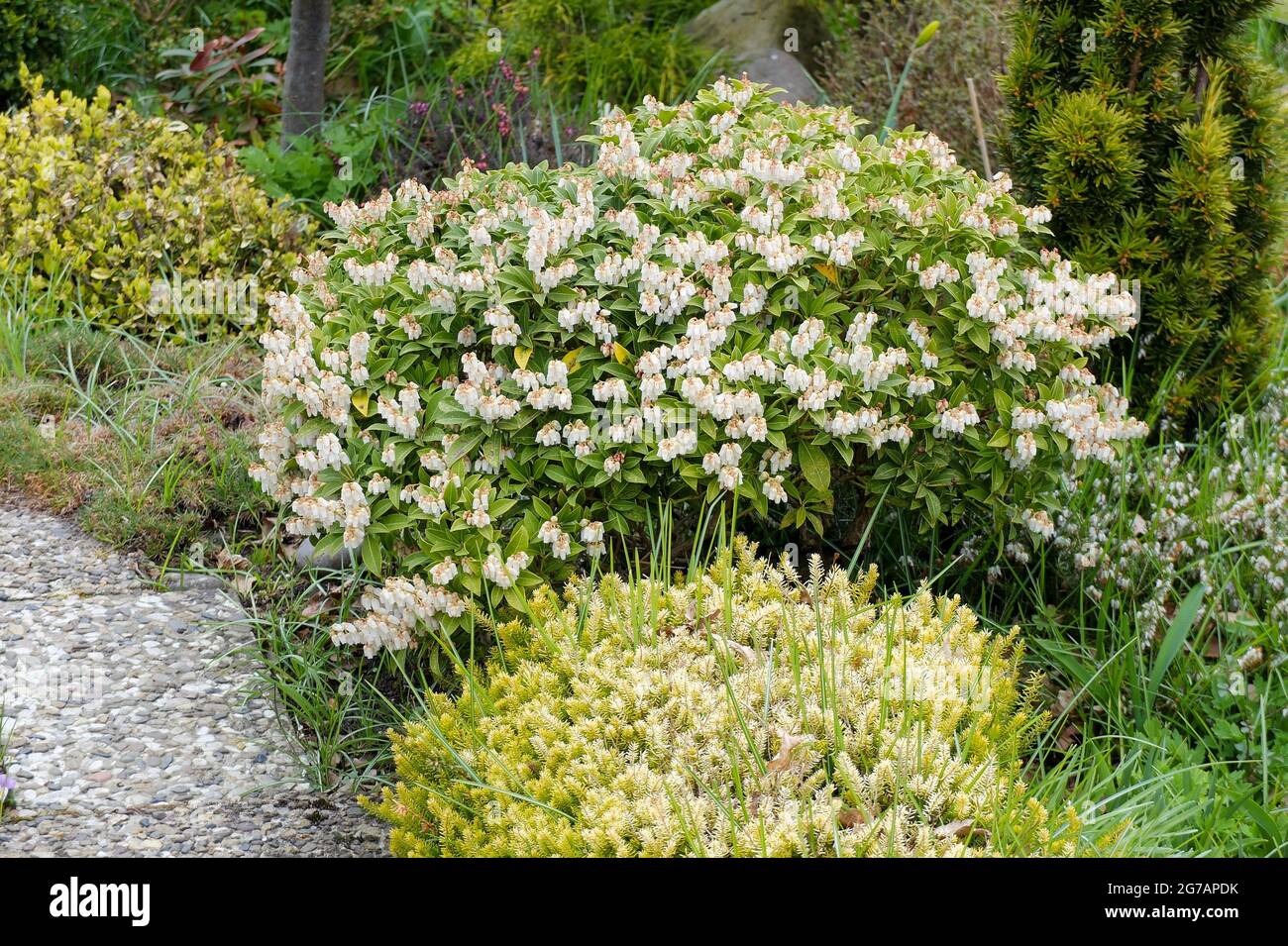 Erica carnea Banque de photographies et d’images à haute résolution - Alamy