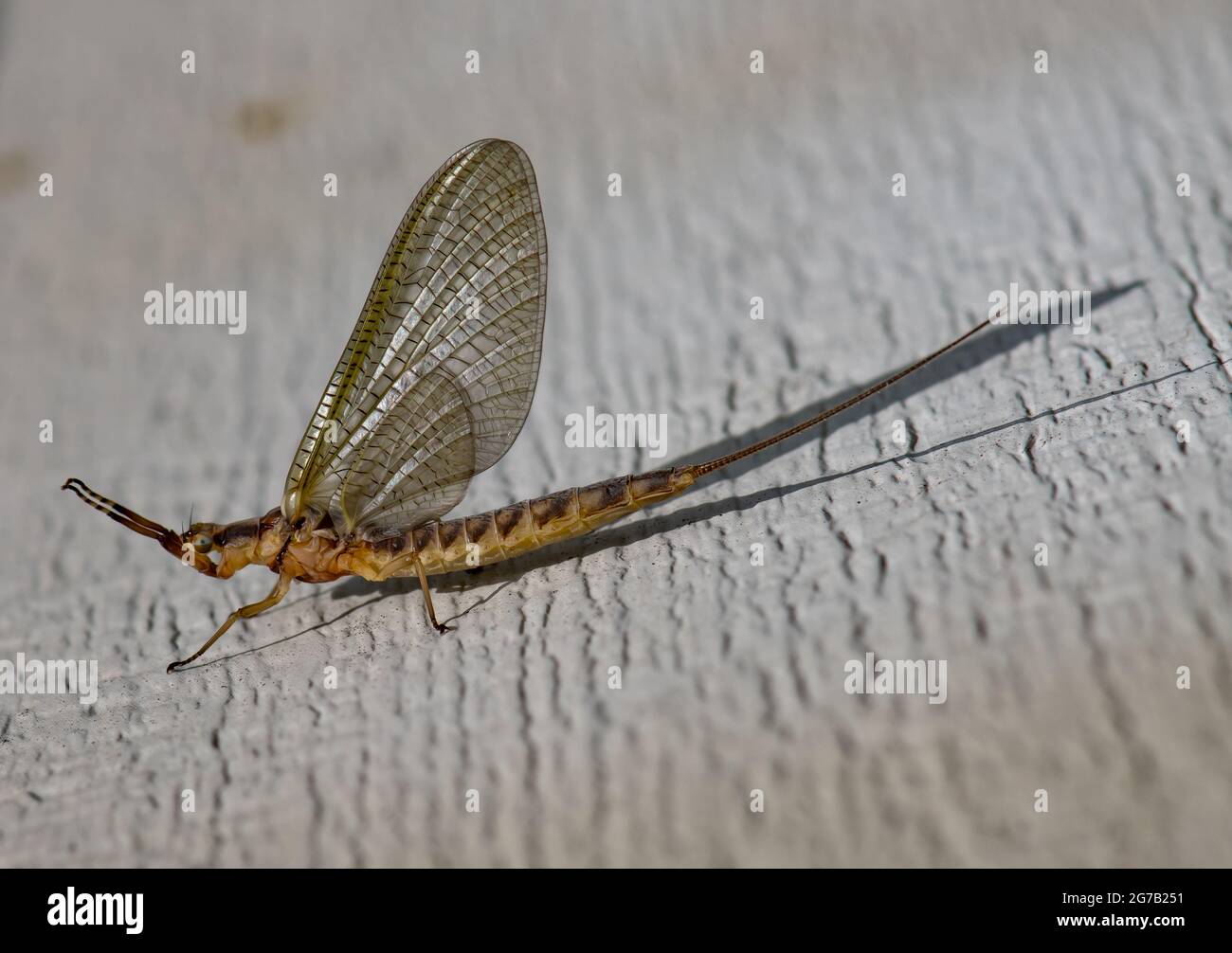 Hexagenia limbata Banque de photographies et d’images à haute résolution - Alamy