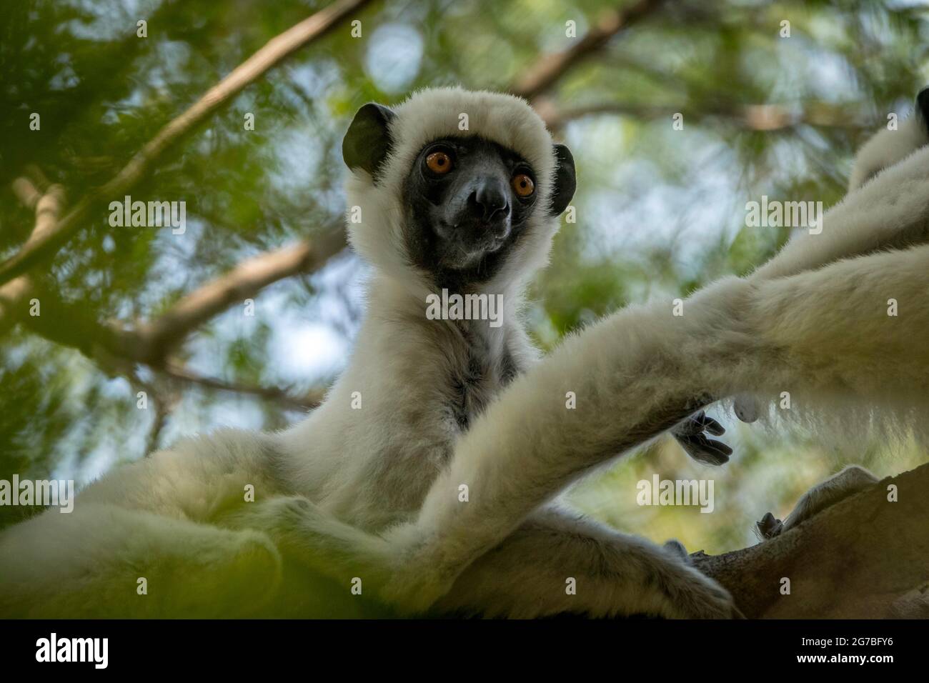 Van der decken Banque de photographies et d’images à haute résolution ...