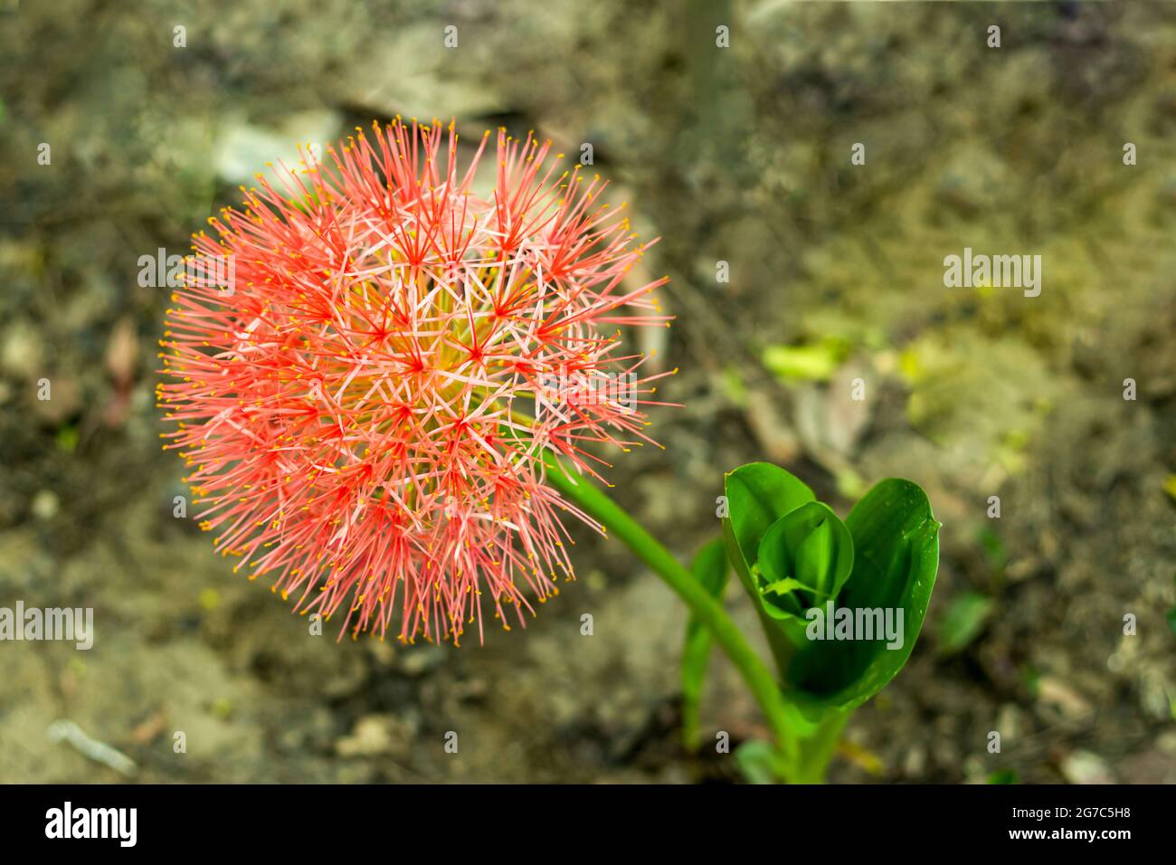Une Vivace Bulbeuse Banque d'image et photos - Alamy