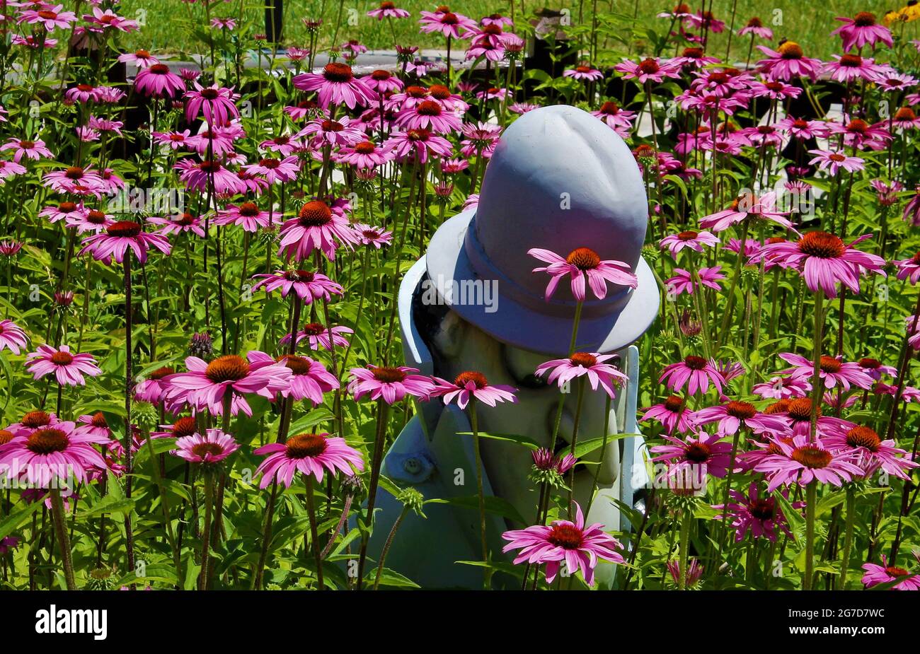 Le Panther rose Photo Stock - Alamy