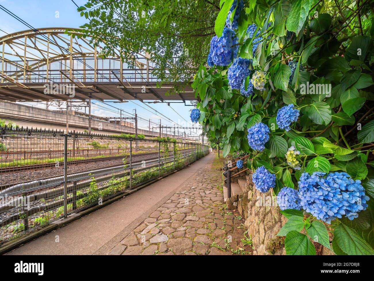 tokyo, japon - juin 15 2021: Bleu horrangea ajisai fleurit sur la route ...