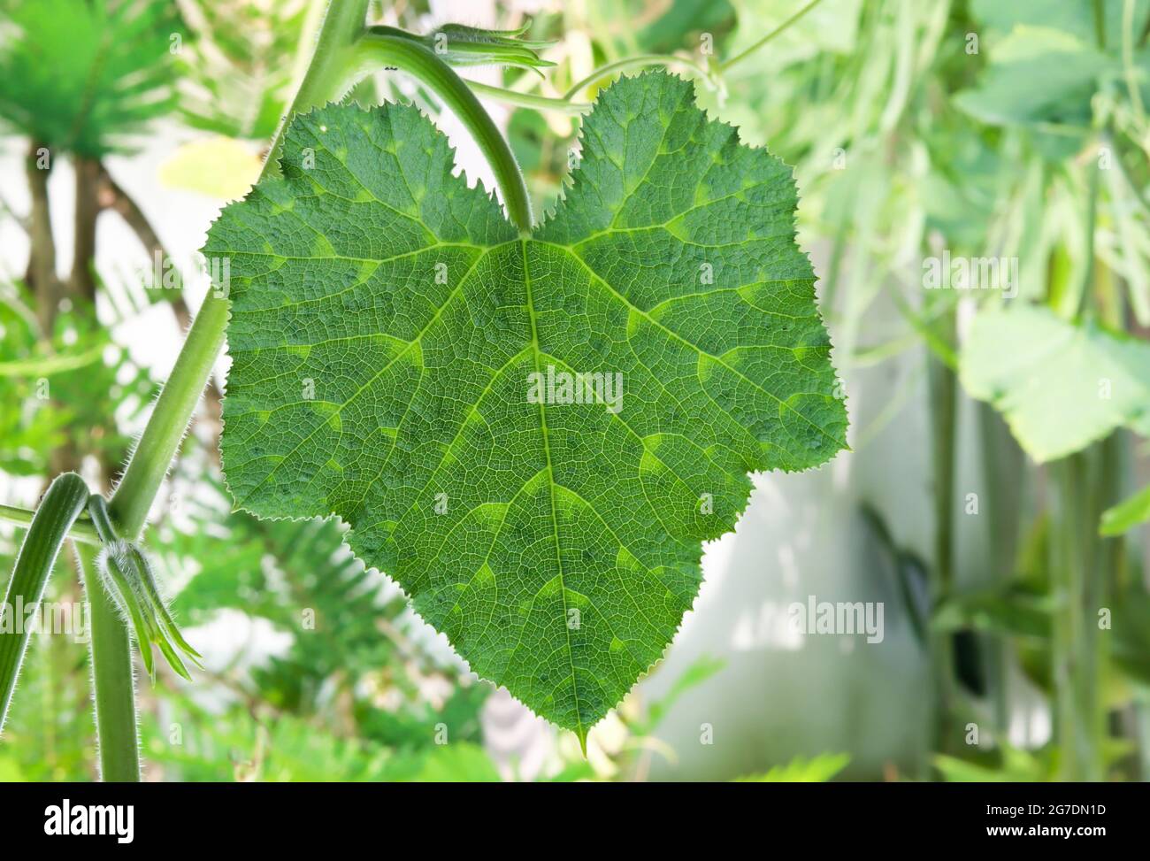 Feuille de citrouille Banque de photographies et d’images à haute ...