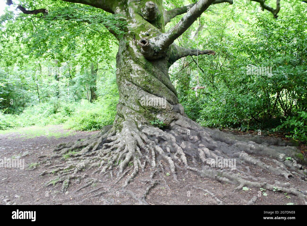 Arbre avec tronc tordu Banque de photographies et d’images à haute ...